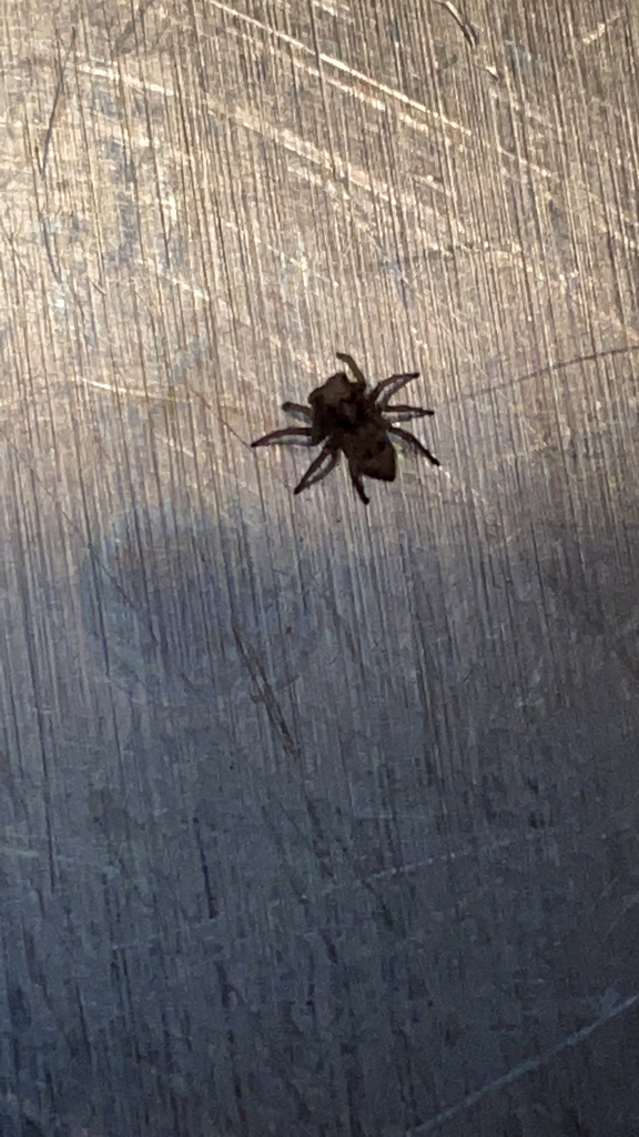 Typical Jumping Spiders from Amherst on September 17, 2022 at 03:30 PM ...