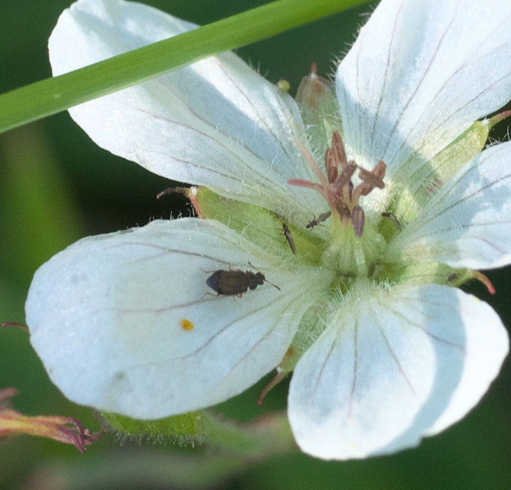 Thrips from Summit County, CO on July 29, 2015 at 03:43 PM by Robert ...
