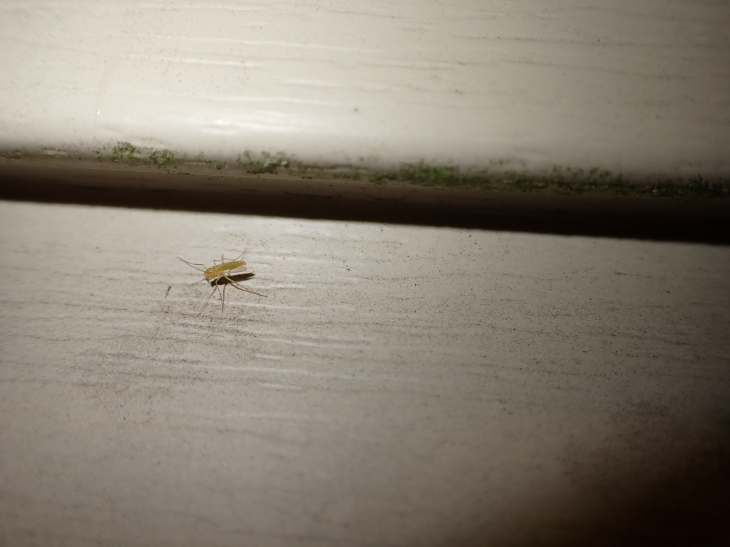 Non-biting Midges from Biglerville, PA 17307, USA on July 17, 2022 at ...