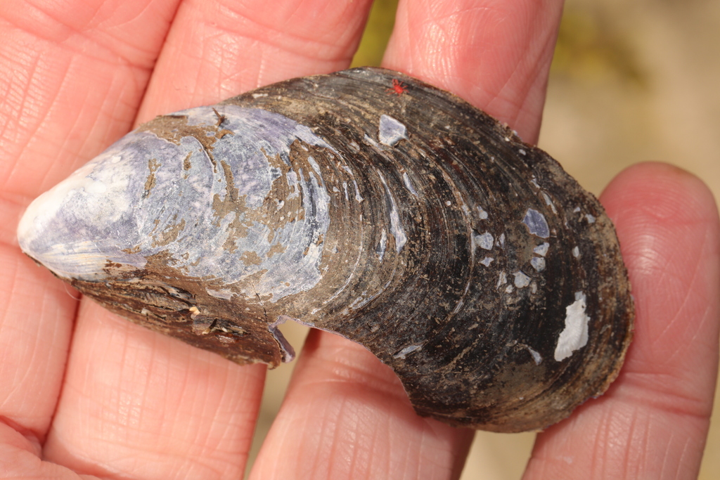 Blue Mussel from Alma Street, Beaumaris, Anglesey, North Wales, UK on ...