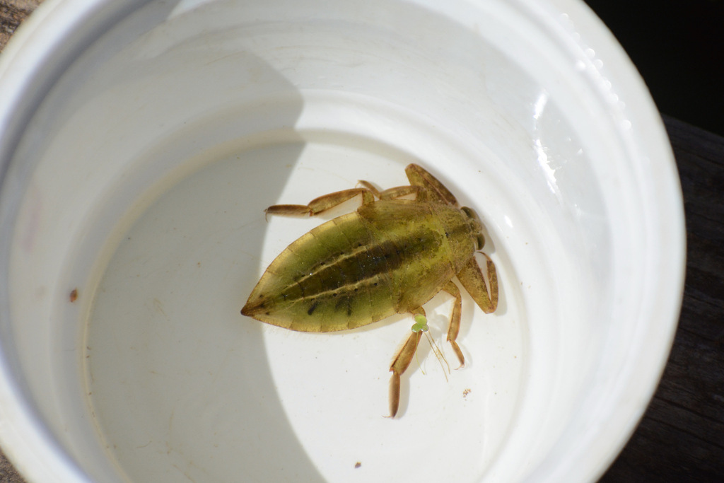 Uhler's Giant Water Bug from Northwest Raleigh, Raleigh, NC, USA on ...