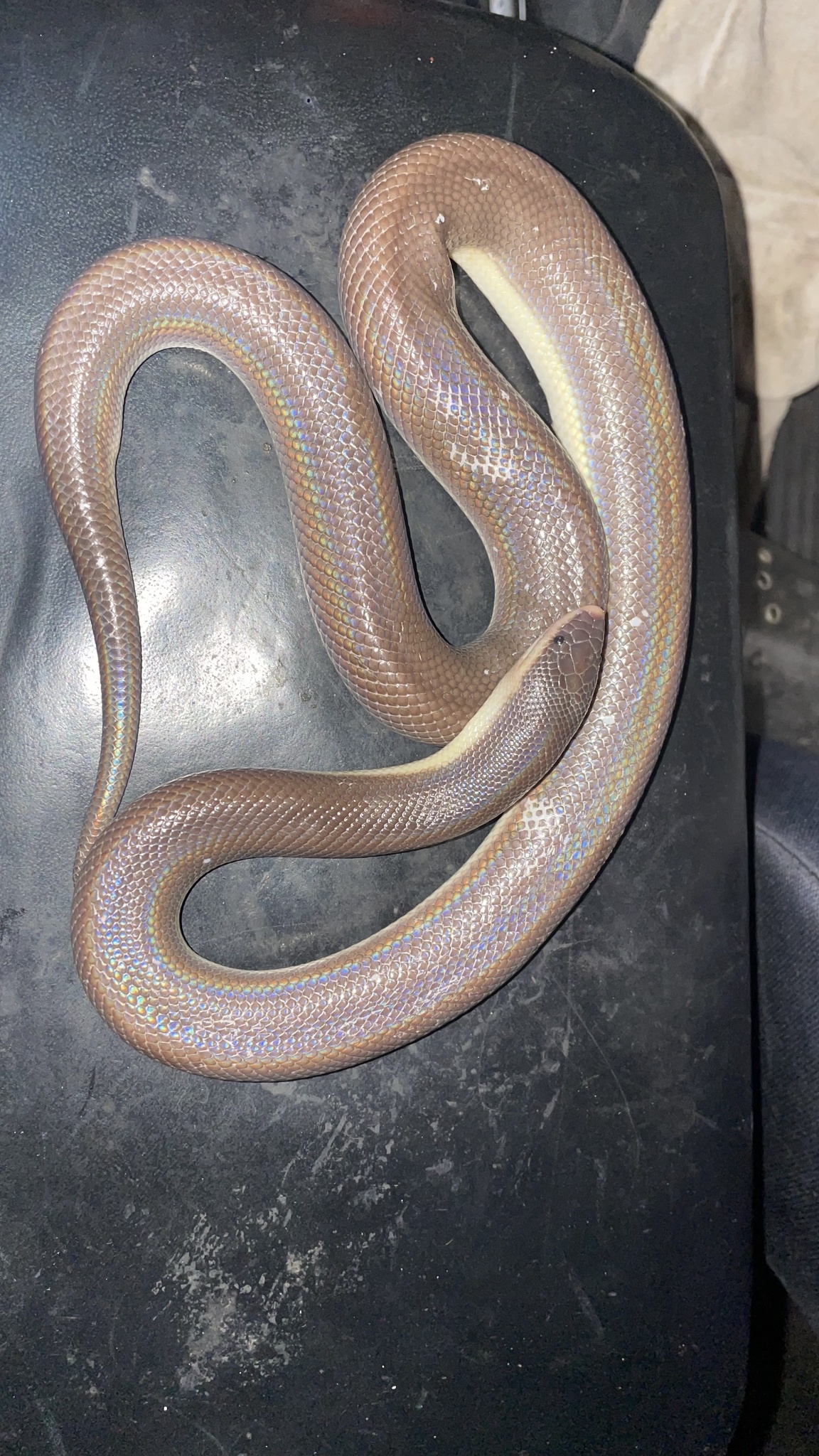 Loxocemus bicolor Cope, 1861