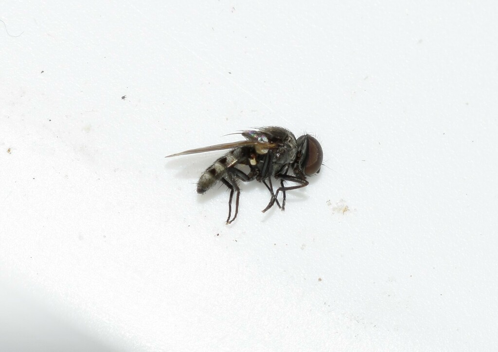 Chicken Dung Fly from North Aegean, Aegean, GR on September 17, 2022 at ...