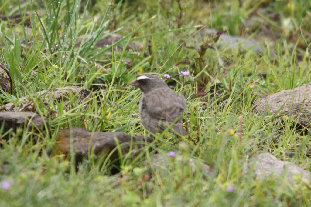 Brown-rumped Seedeater from North Shewa, Ethiopia on September 09, 2022 ...
