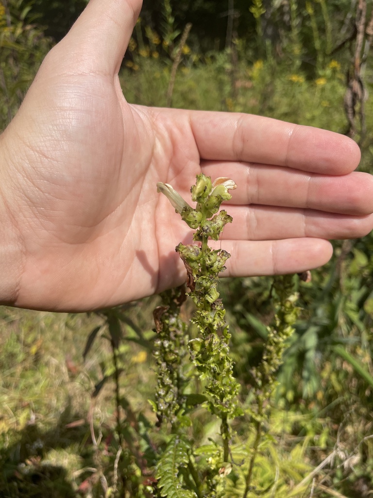 swamp lousewort in September 2022 by Brandon Wheeler · iNaturalist