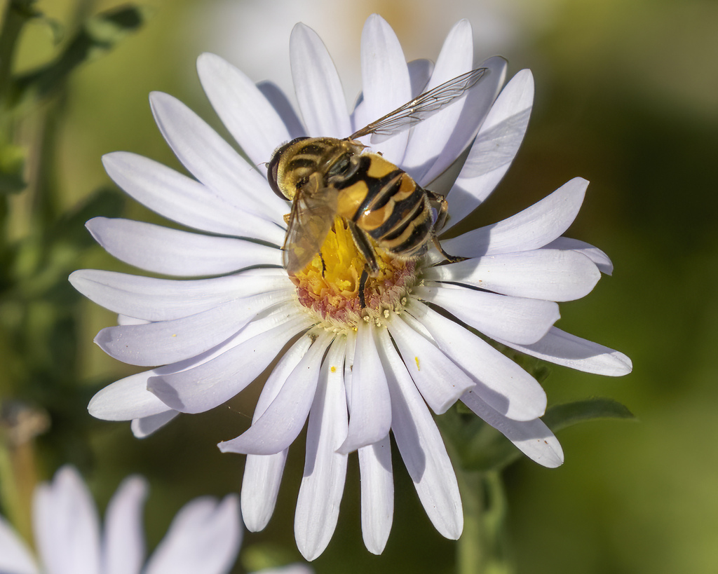Broad-headed Marsh Fly from 6 miles SE of Meeker, Rio Blanco County, CO ...