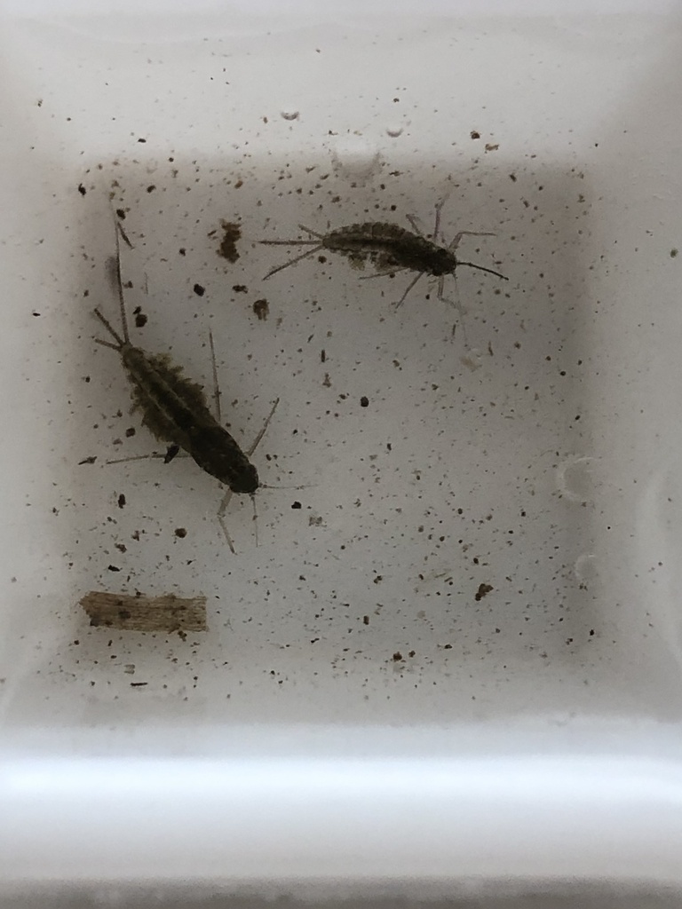 Mayflies from Michigan State University, Lansing, MI, US on September ...