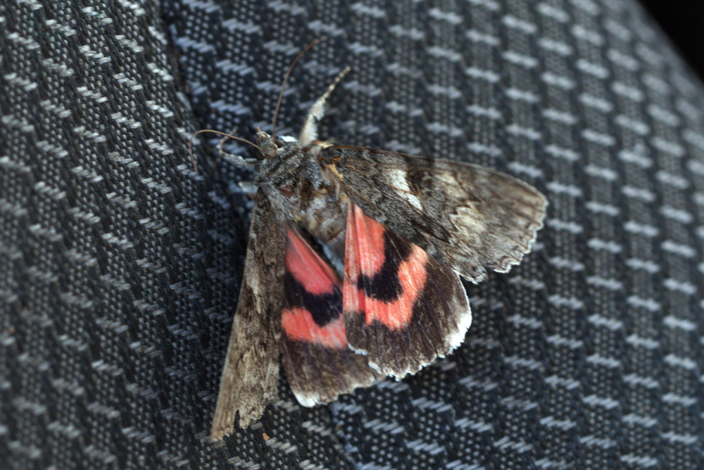 Red Underwing from Дальнеконстантиновский р-н, Нижегородская обл ...