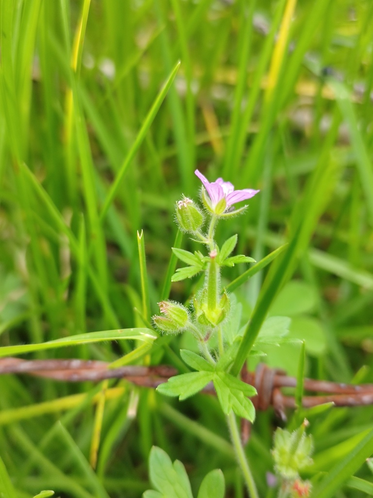 geraniums and cranesbills from Cd. de México, México on September 16 ...