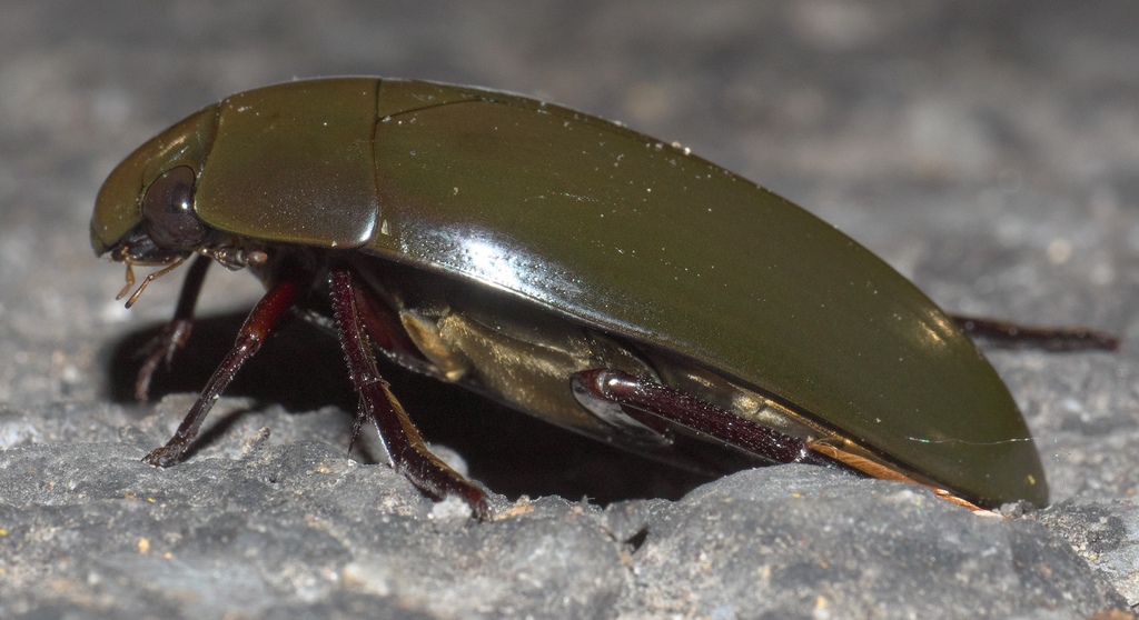 Giant Water Scavenger Beetles from Mayes County, US-OK, US on June 30 ...