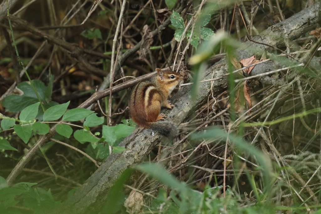 Eastern Chipmunk from Toledo, OH, USA on September 17, 2022 at 09:48 AM ...