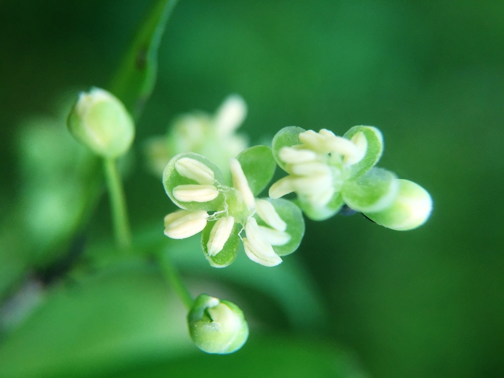 snake eyes (Phaulothamnus spinescens) - Botanical Realm