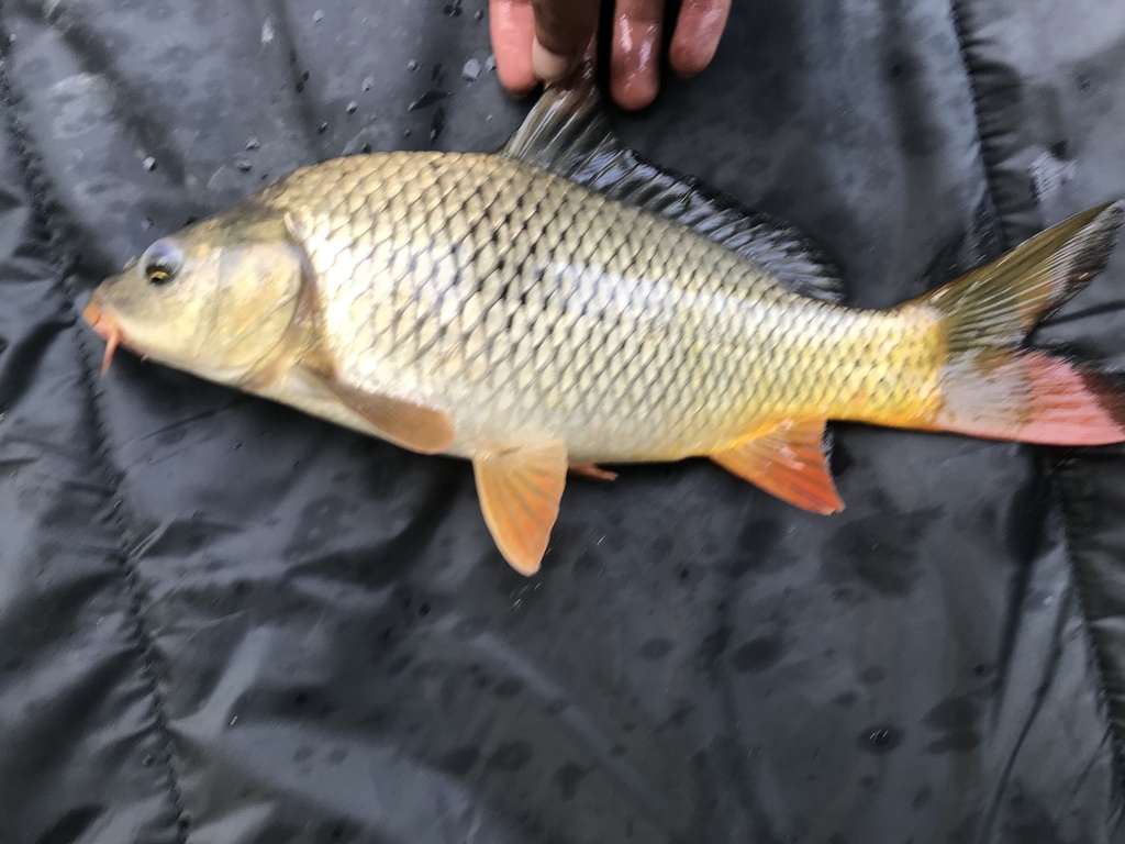 Carpe commune (Poissons d'eau douce du Québec ) · iNaturalist