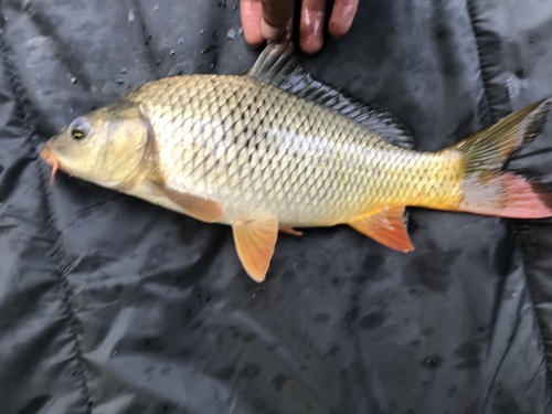 Carpe commune (Poissons d'eau douce du Québec ) · iNaturalist