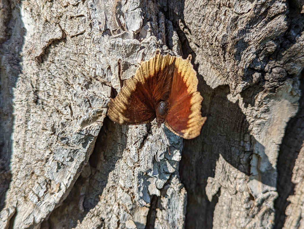 Mourning Cloak from Sand Lake, Anchorage, AK, USA on September 17, 2022 ...