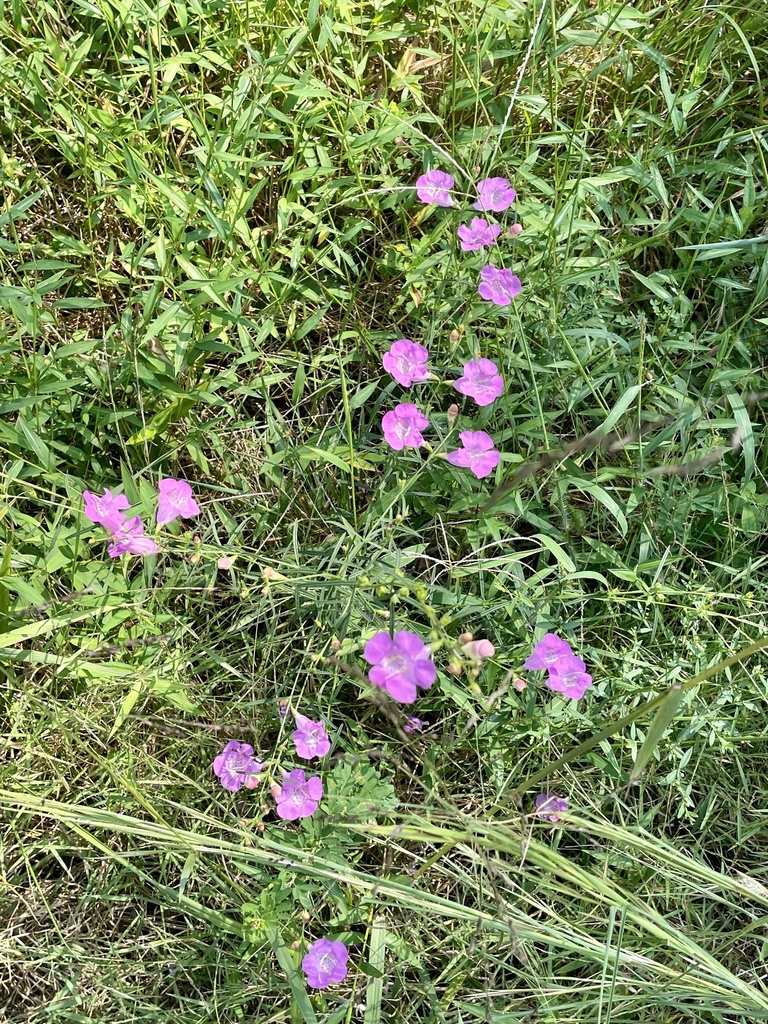 purple false foxglove from Lums Pond State Park, Bear, DE, US on ...