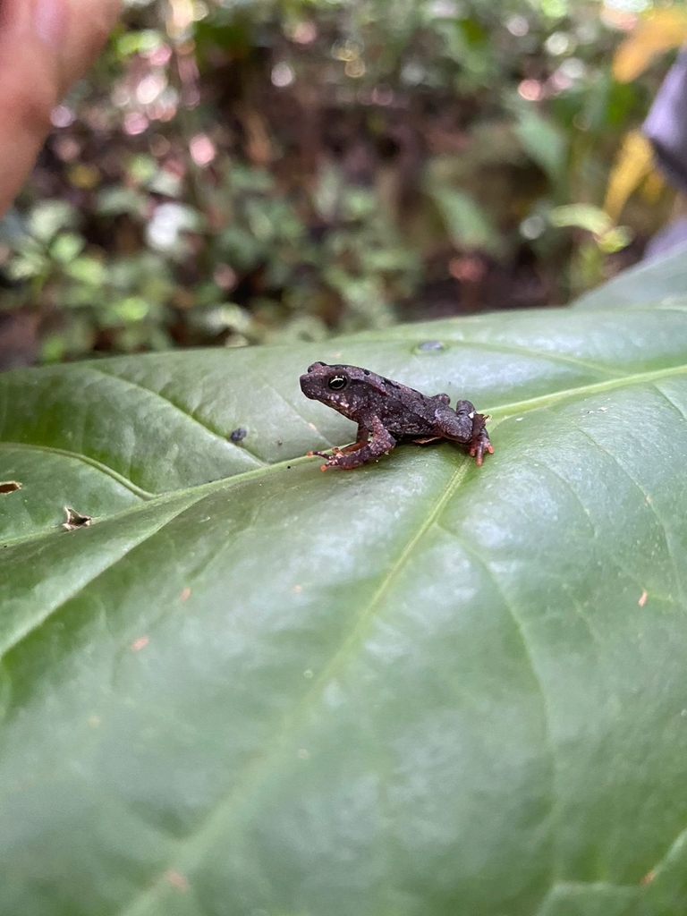 Forest Toad from Sendero Río del Hato on September 17, 2022 by Fabián ...