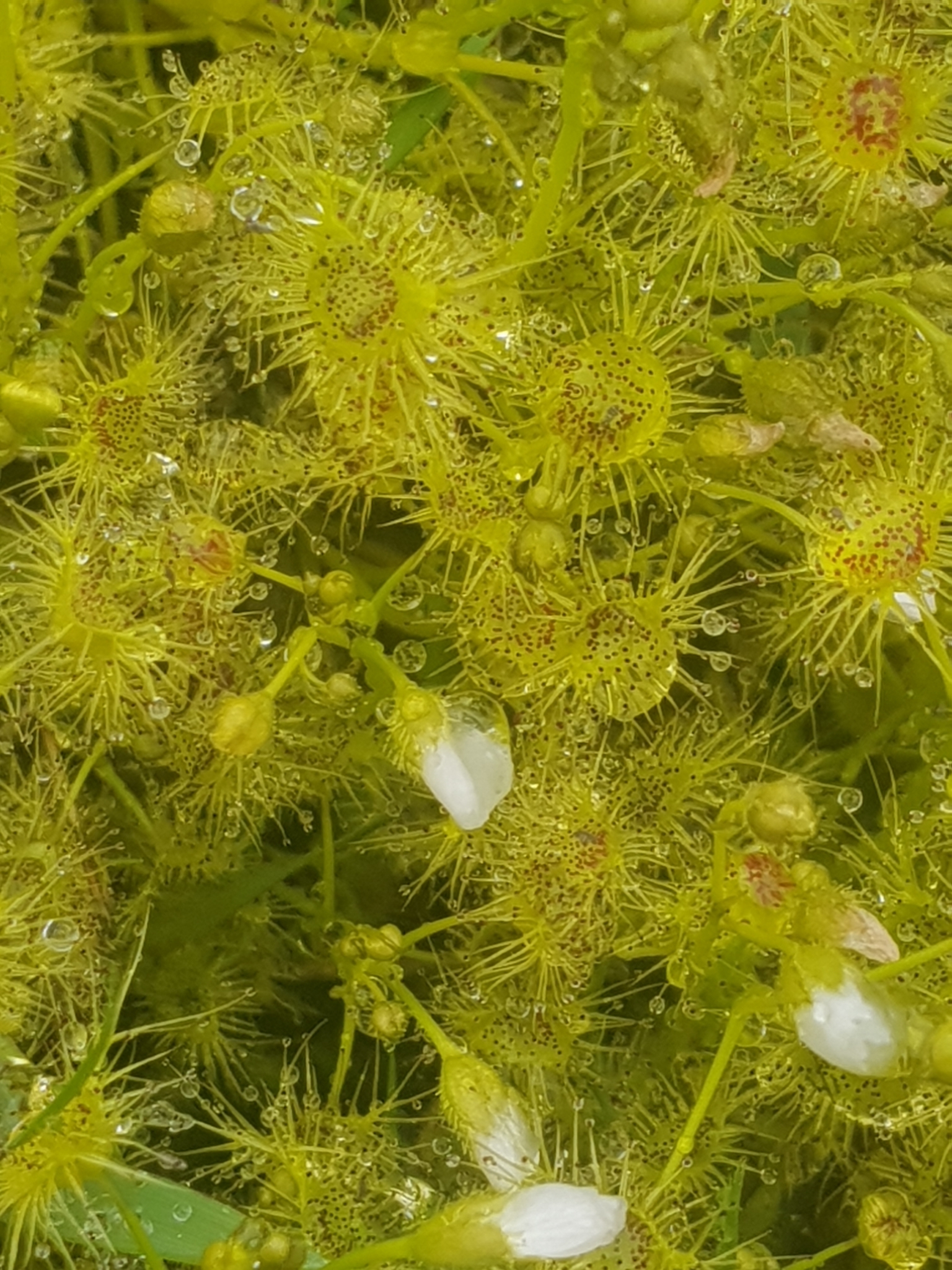 Drosera hookeri R.P.Gibson, B.J.Conn & Conran