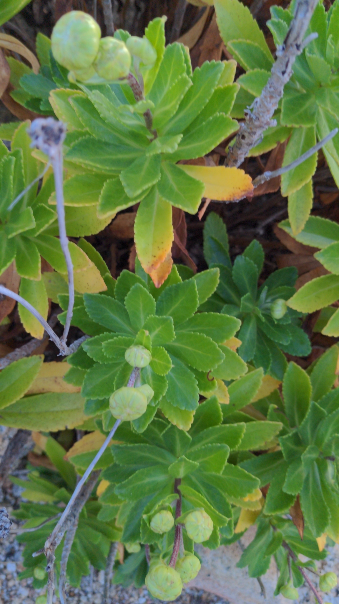 Nipponanthemum nipponicum (Franch. ex Maxim.) Kitam.