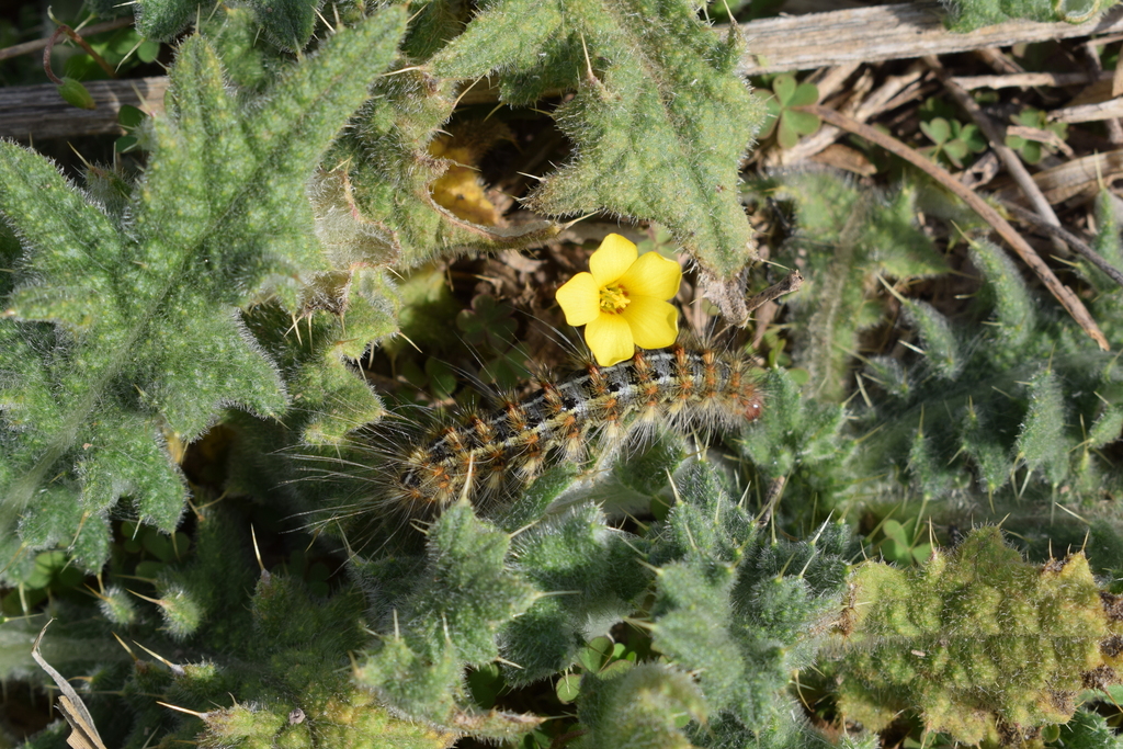Paracles from Las Colonias, Santa Fe, Argentina on September 17, 2022 ...