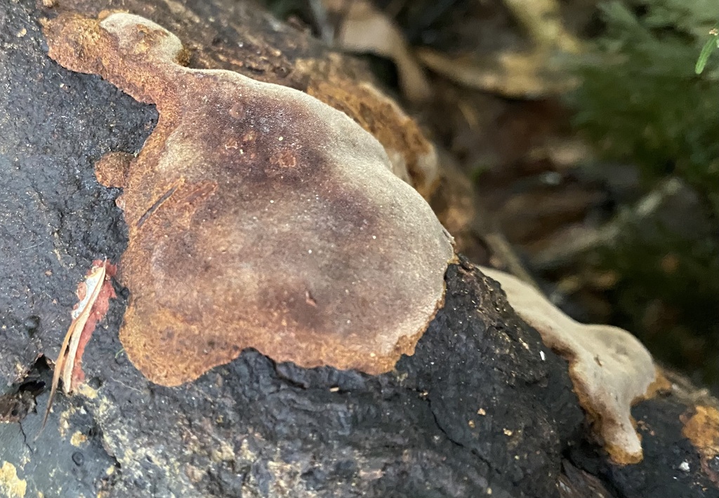 Fomitiporia from Tapapa, New Zealand on September 17, 2022 at 12:07 PM ...