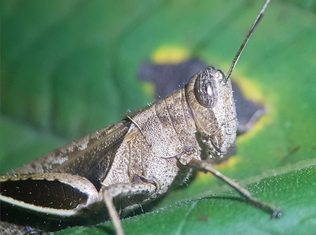 Abracris flavolineata from Vilaverde Turmalina on September 17, 2022 at ...