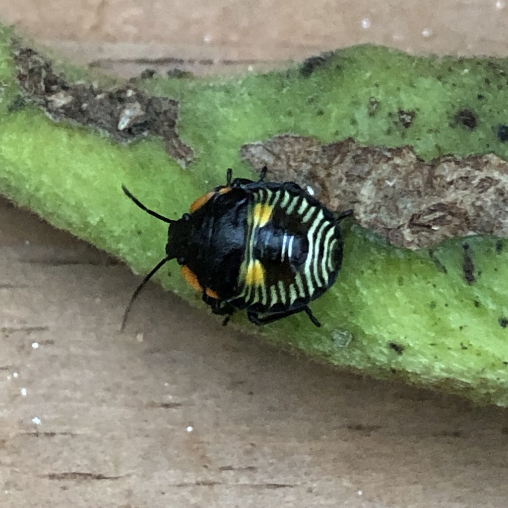 Green Stink Bug from Mars Hill, NC, US on September 16, 2022 at 07:32 ...
