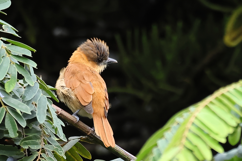Rose-throated Becard from San Salvador, El Salvador on September 17 ...