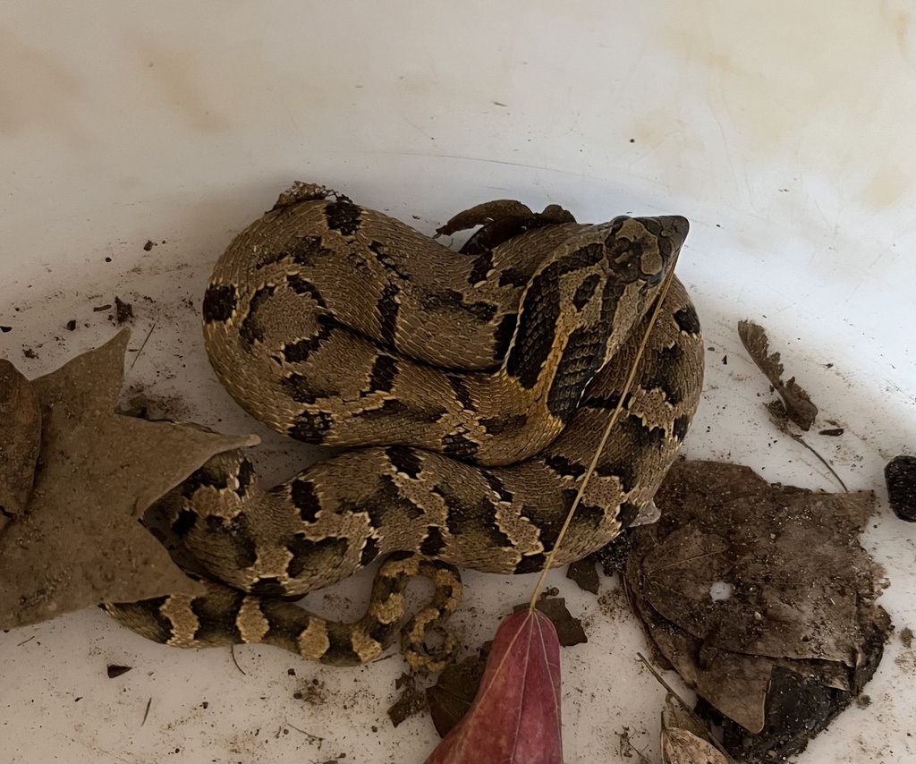Eastern Hognose Snake from Frasier St, Houston, TX, US on September 17 ...