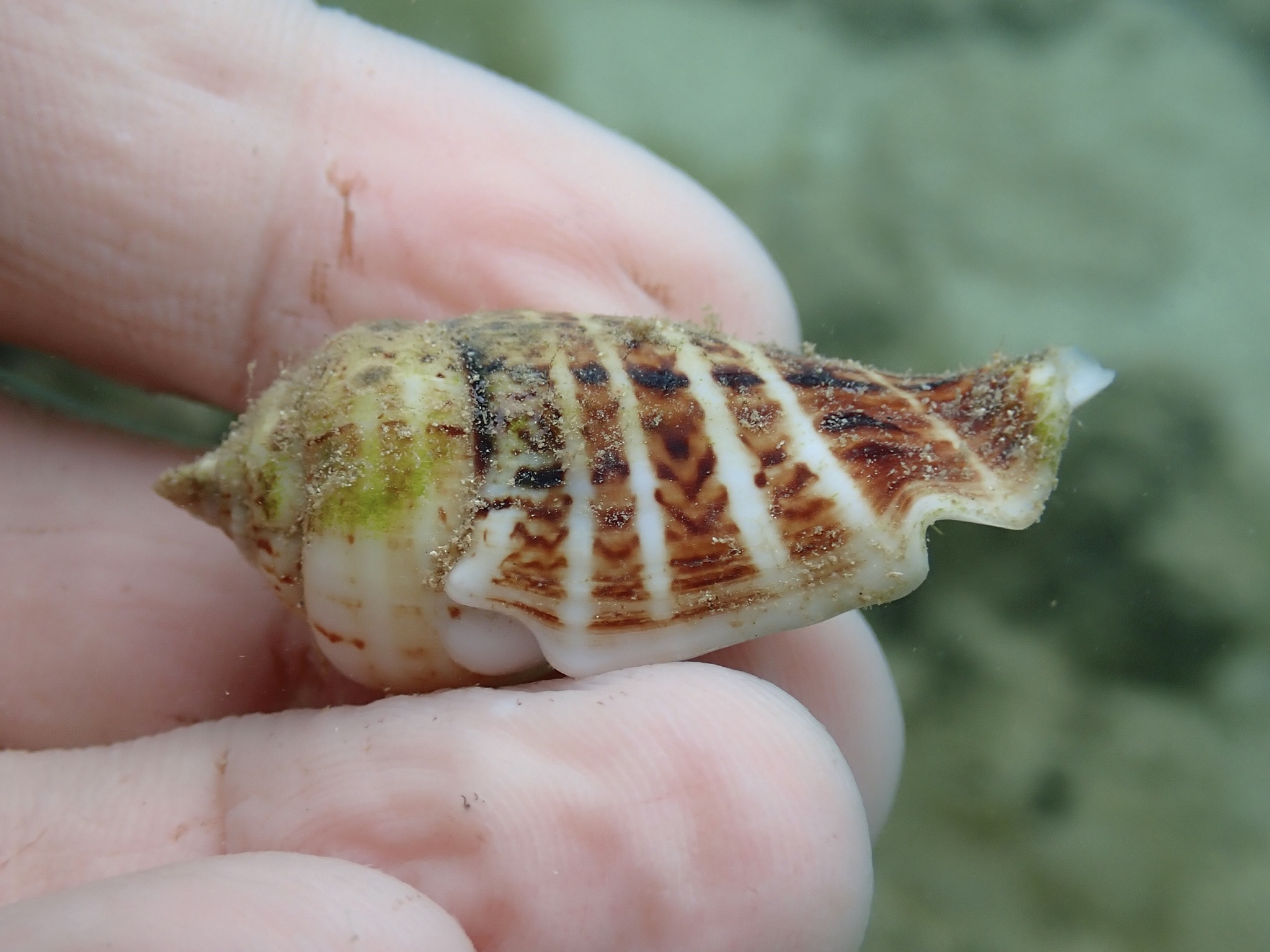 Gibberulus gibberulus (Linnaeus, 1758)