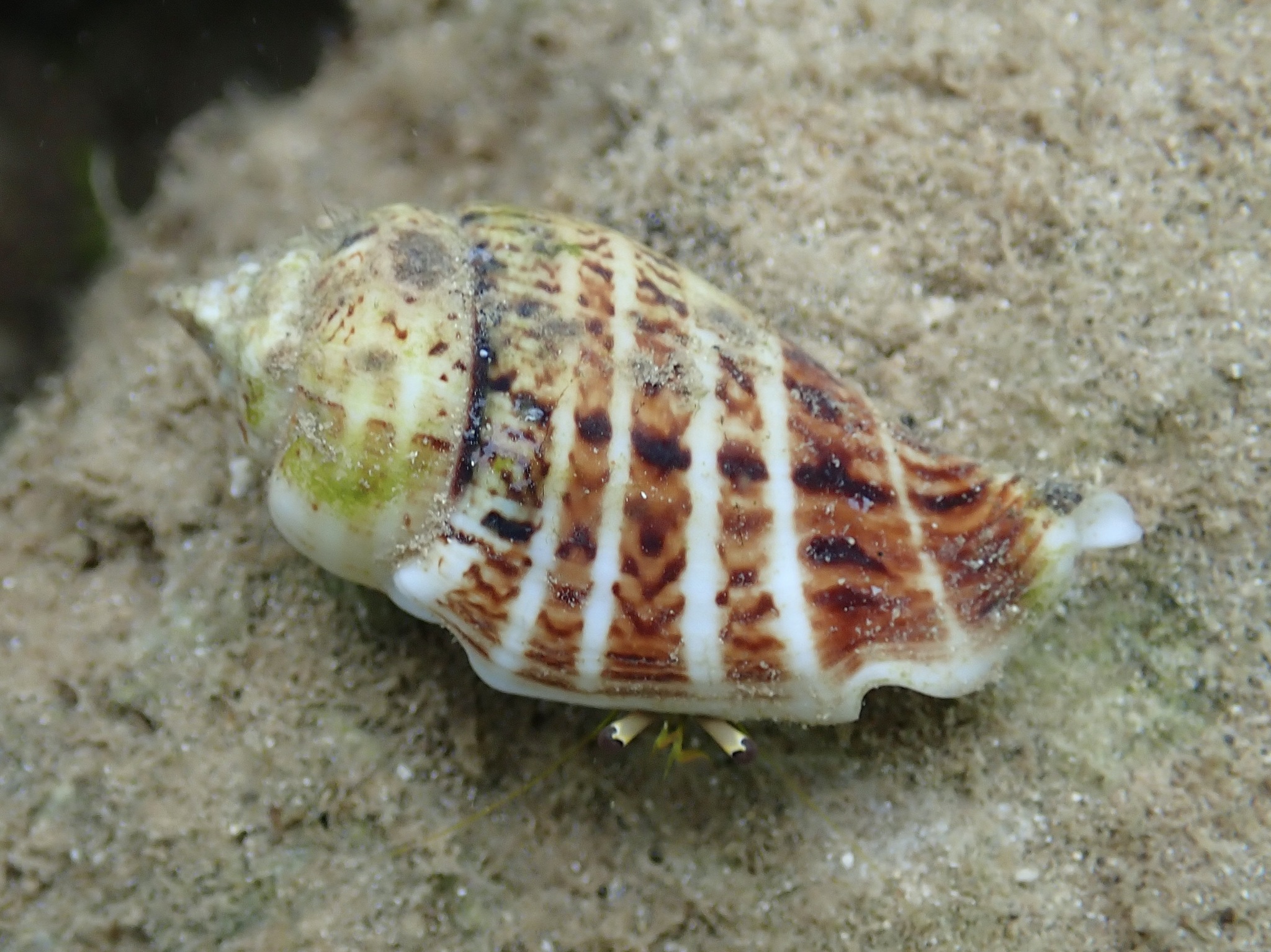 Gibberulus gibberulus (Linnaeus, 1758)