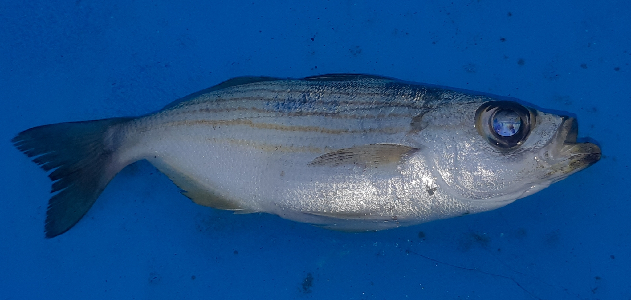 Xenichthys xanti Gill, 1863