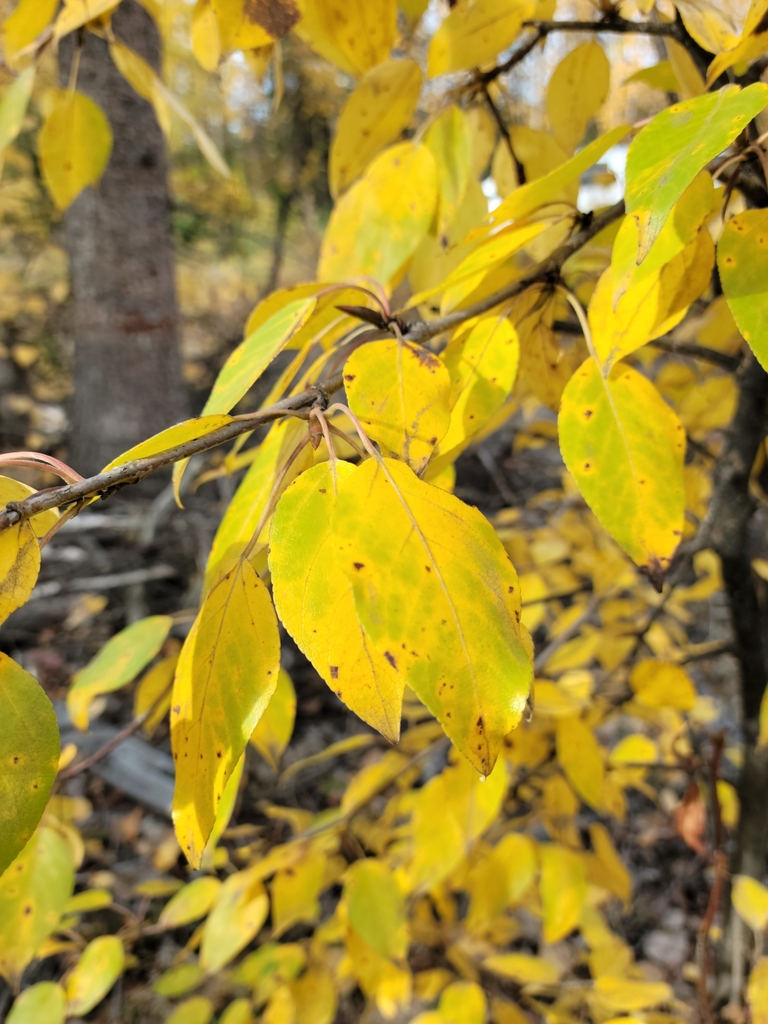 balsam poplar from Fairbanks, AK 99705, USA on September 17, 2022 at 03 ...