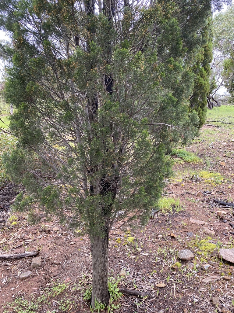 Slender Cypress-pine from Cobbler Creek Recreation Park, Salisbury East ...