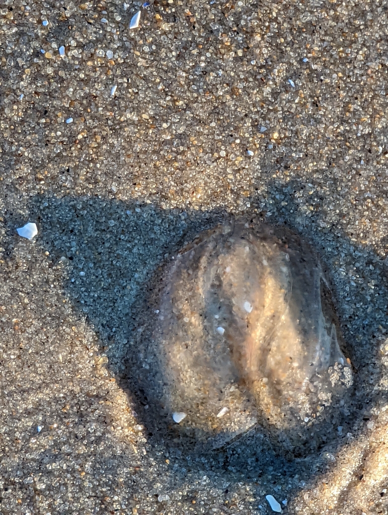 Sea Walnut from Lewes, DE 19958, USA on February 21, 2022 at 05:15 PM ...