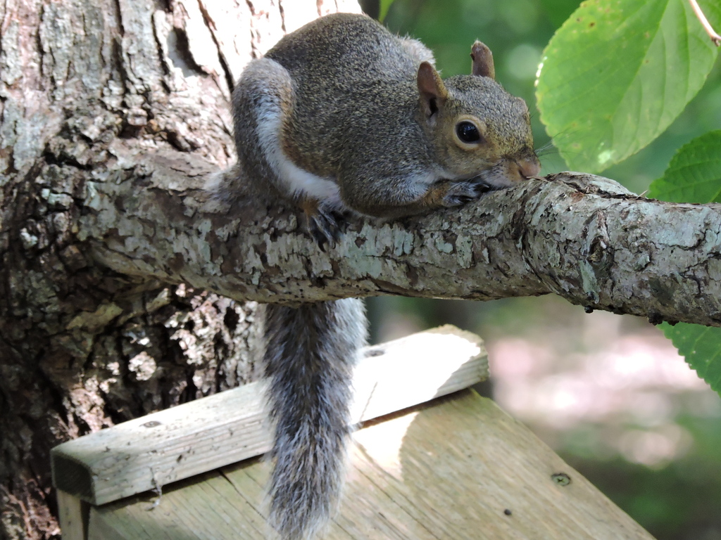 Eastern Gray Squirrel from Hall County, US-GA, US on August 20, 2015 by ...