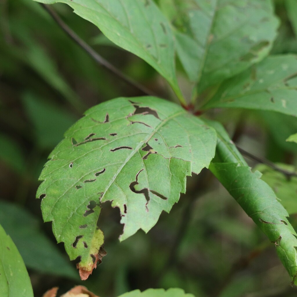 Eumolpinae from Hartford, Connecticut, United States on September 17 ...