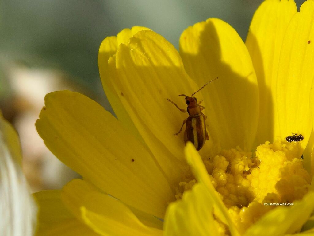 Systena from Desert View Village, Phoenix, AZ, USA on September 17 ...