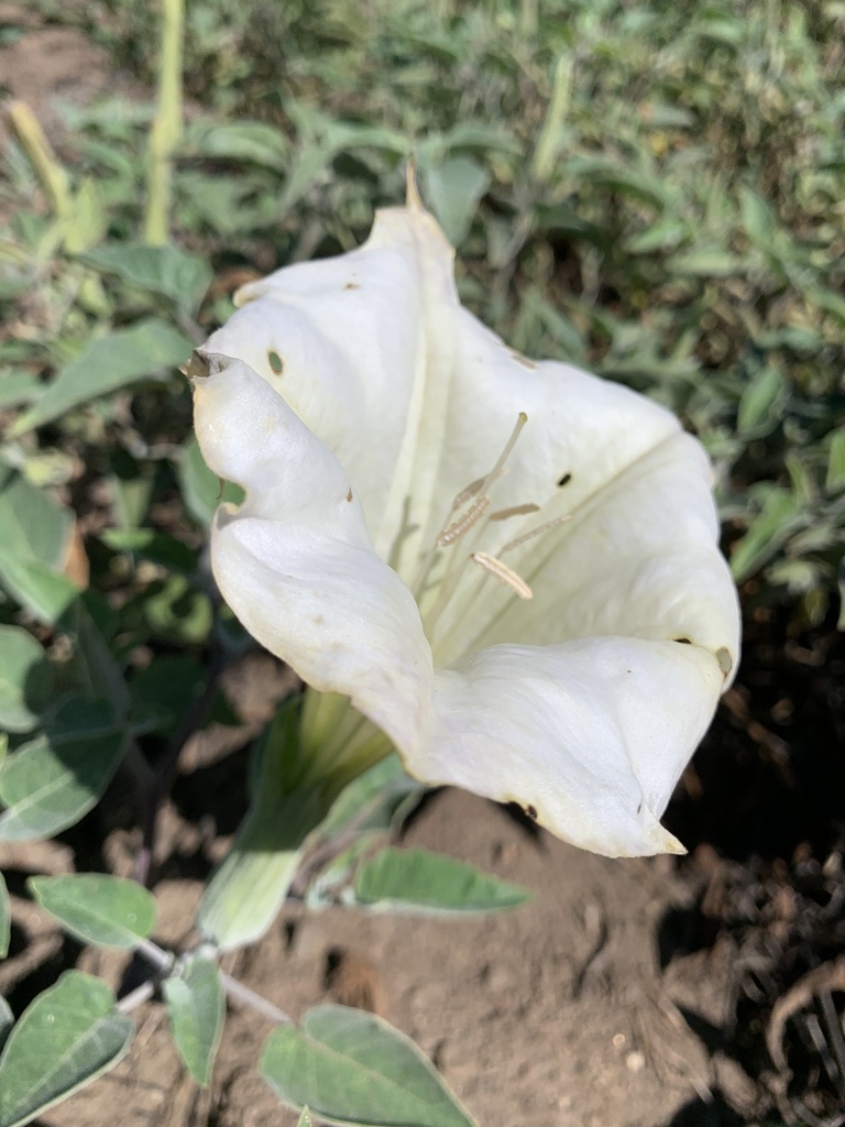Sacred Datura from Coolwater Ranch Rd, Valley Center, CA, US on ...