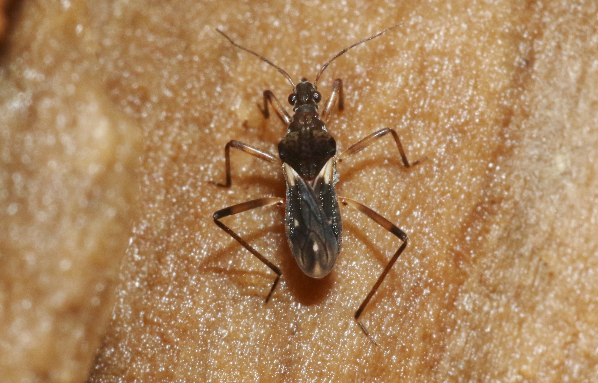 Macroveliidae