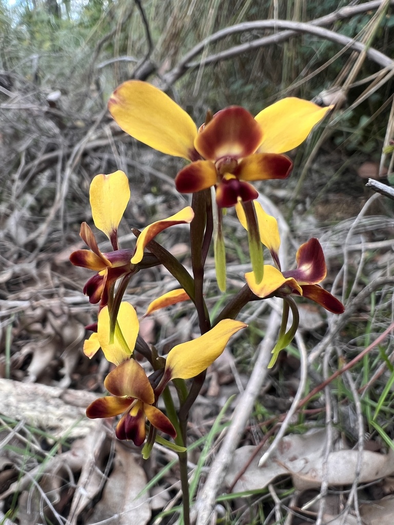 Common Donkey Orchid from South East Ward, Carmel, WA, AU on September ...