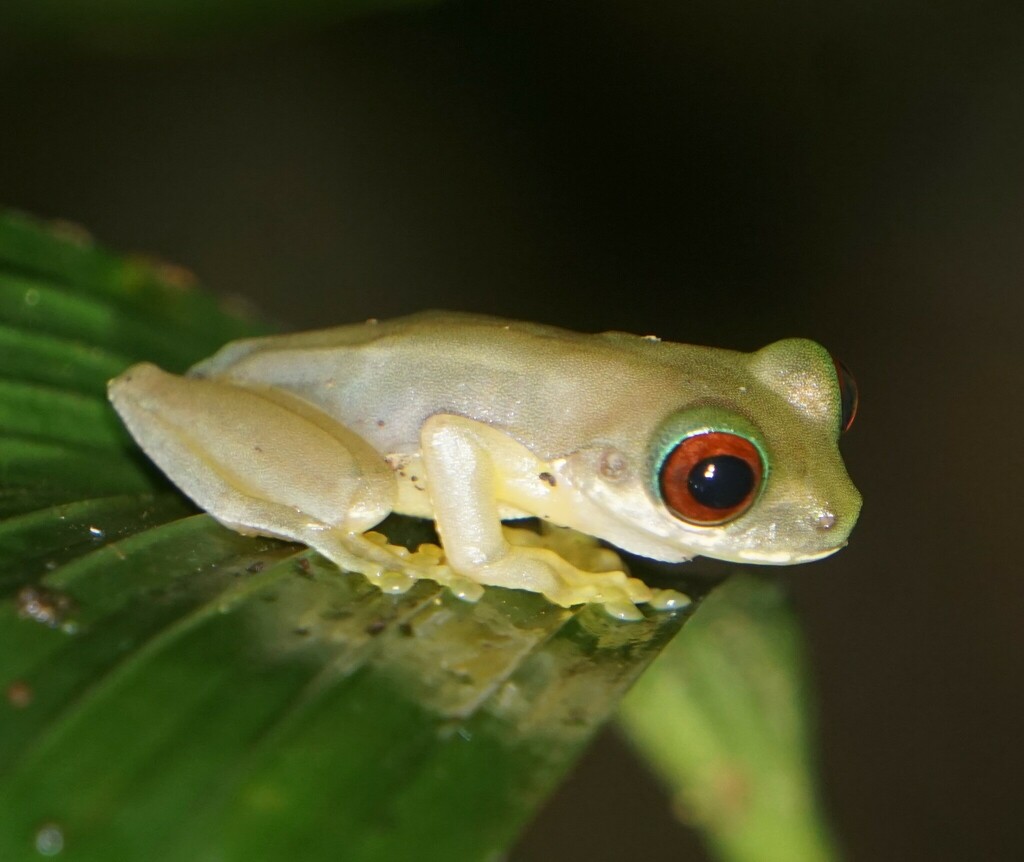 Honduran Brook Frog in September 2022 by Josue Ramos Galdamez · iNaturalist