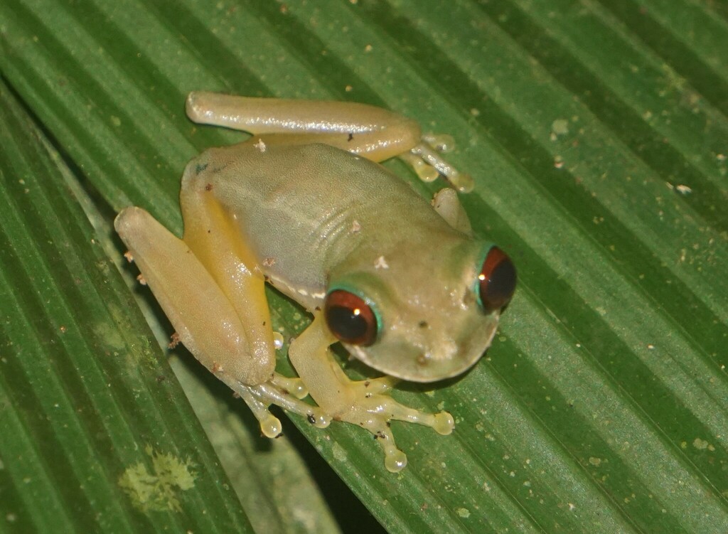 Honduran Brook Frog in September 2022 by Josue Ramos Galdamez · iNaturalist