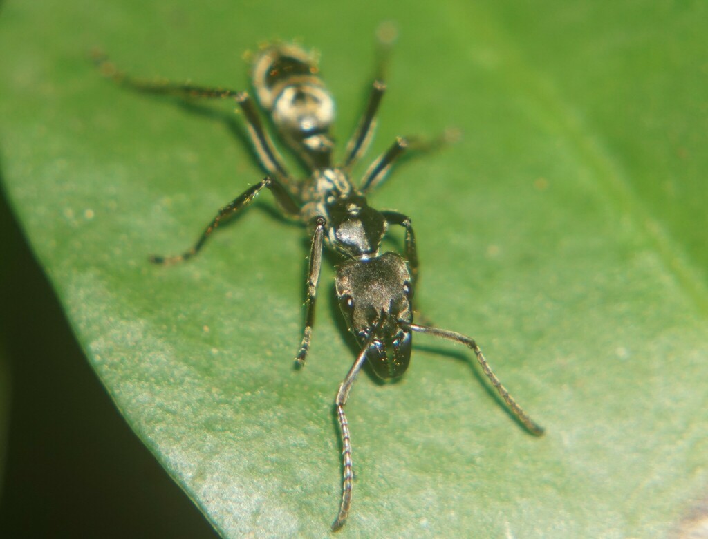Hairy Panther Ant from El Porvenir, Honduras on September 17, 2022 at ...
