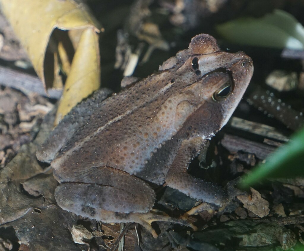 Honduras Rainforest Toad in September 2022 by Josue Ramos Galdamez ...