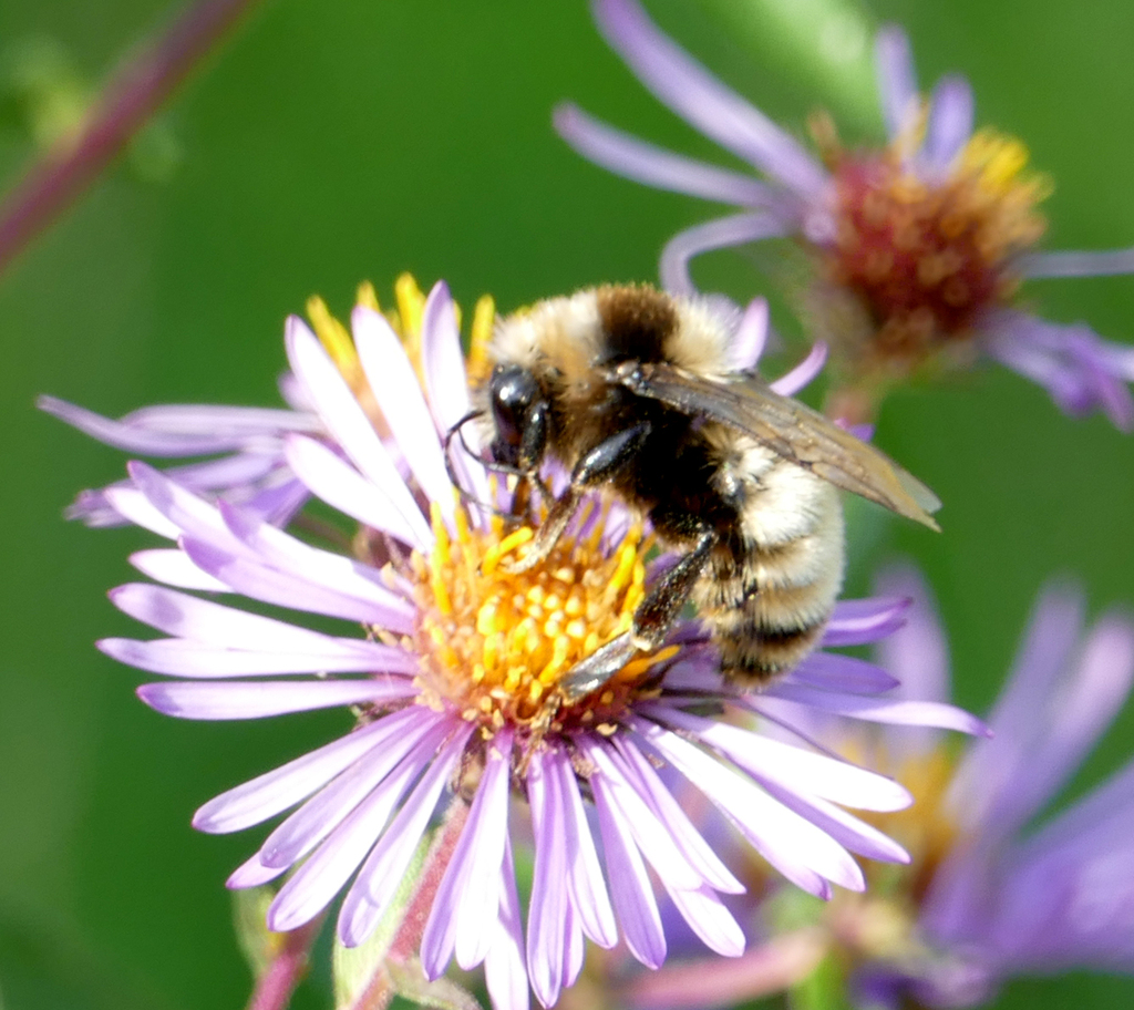 Northern Amber Bumble Bee from Monkton Ridge, Monkton, VT 05473, USA on ...