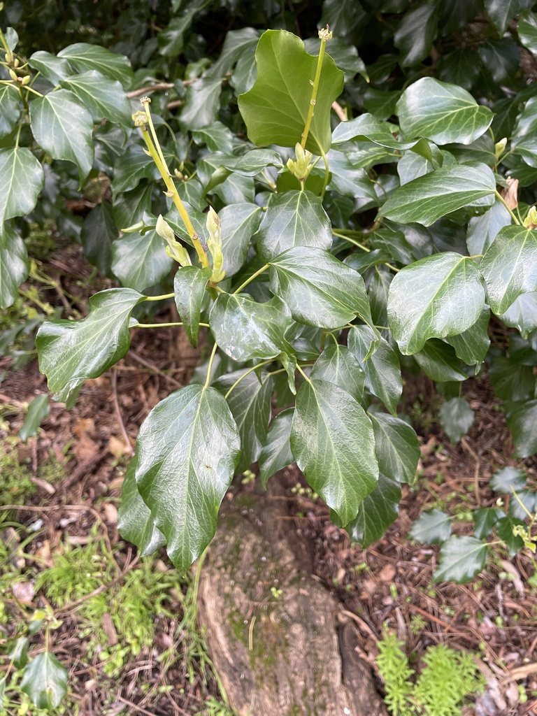 common ivy from Tasmania, Sandy Bay, TAS, AU on September 18, 2022 at ...