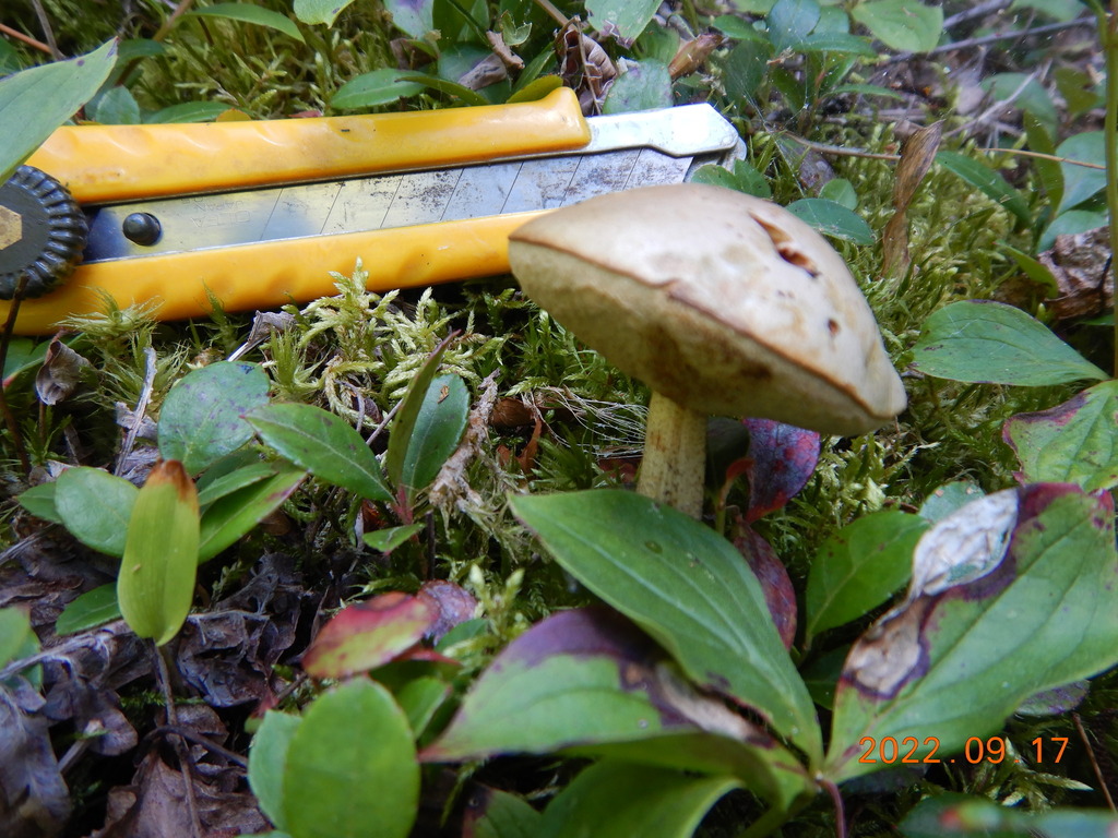 Ghost Bolete from Prince Edward Island, Canada on September 17, 2022 at ...