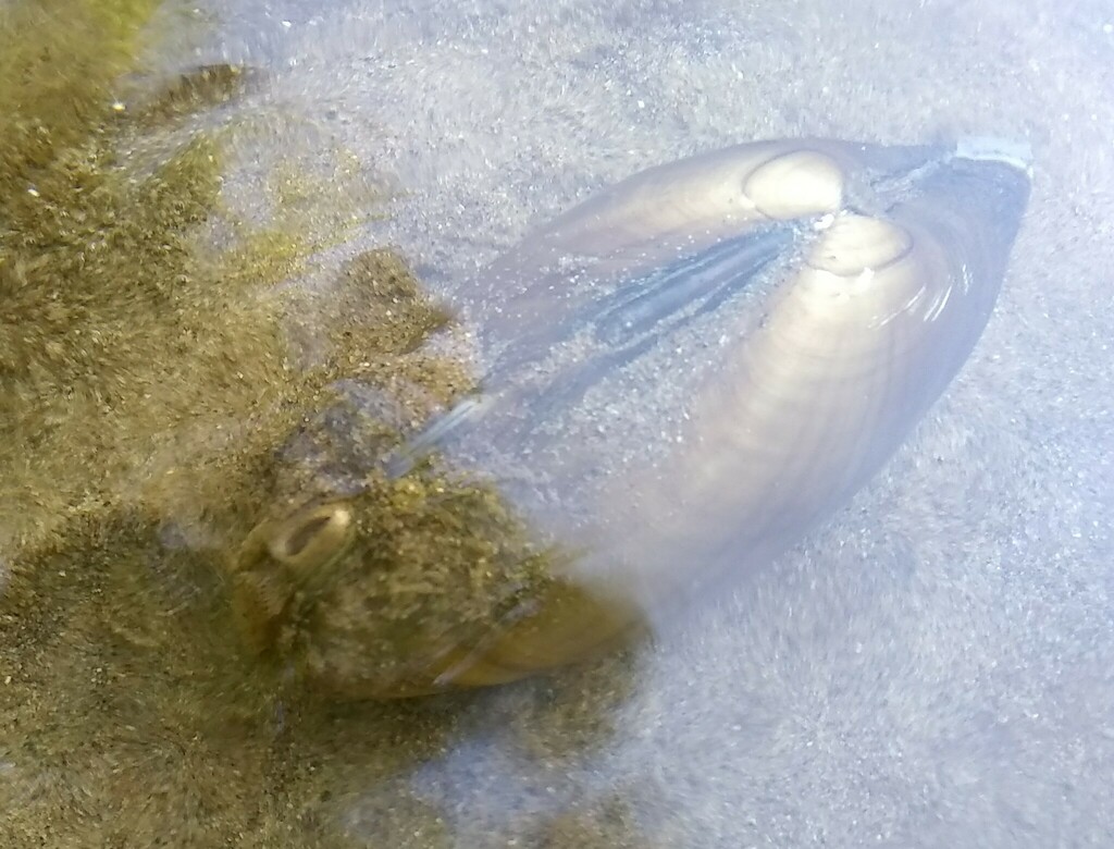 Fatmucket from Mississippi Gateway Regional Park, Mississippi River, MN ...