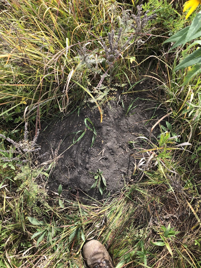 Plains Pocket Gopher from Lime Springs, IA, US on September 17, 2022 at ...